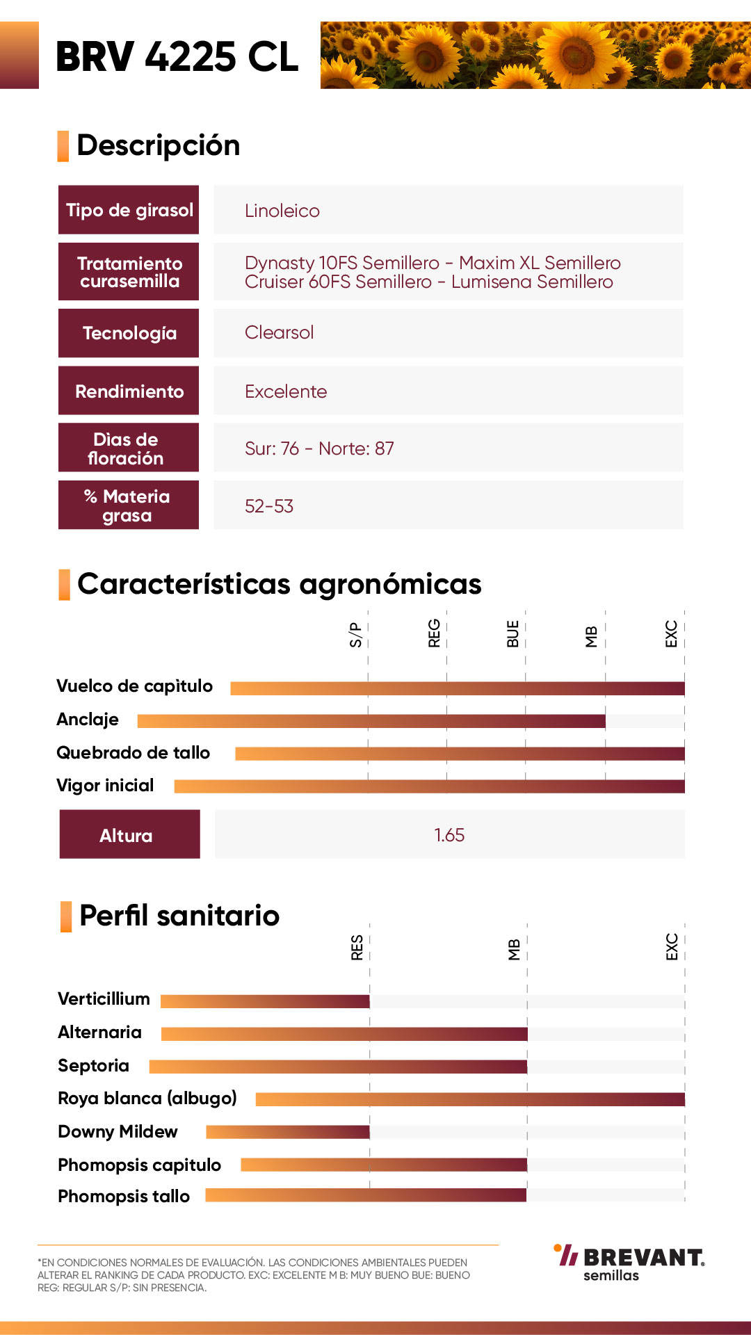 BRV 4225 CL | Girasol | Brevant